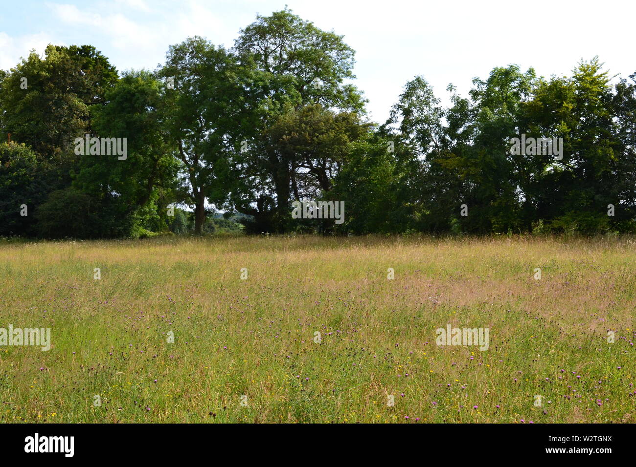 Rewilded meadows hi-res stock photography and images - Alamy