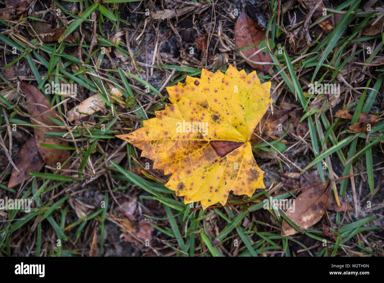 Colorful fall leaf in grass in North Central Florida Stock Photo - Alamy