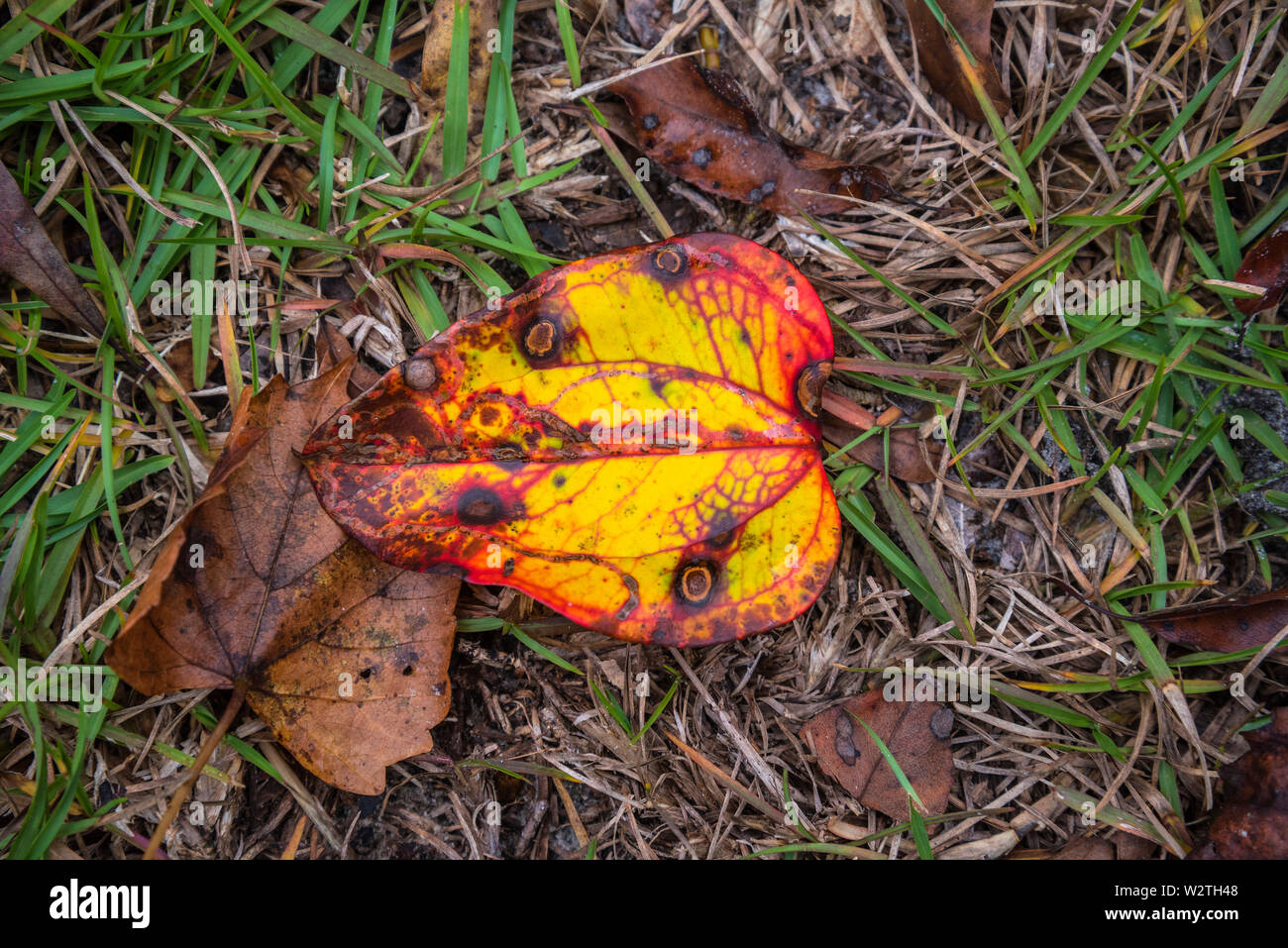 Colorful fall leaf in grass in North Central Florida Stock Photo - Alamy