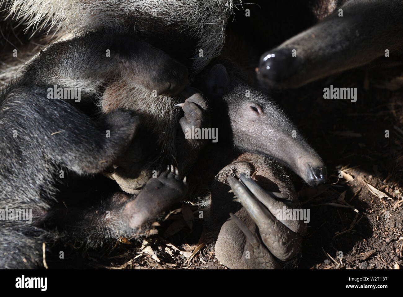 July 10, 2019 - Madrid, Spain - A baby Giant anteater is seen playing ...