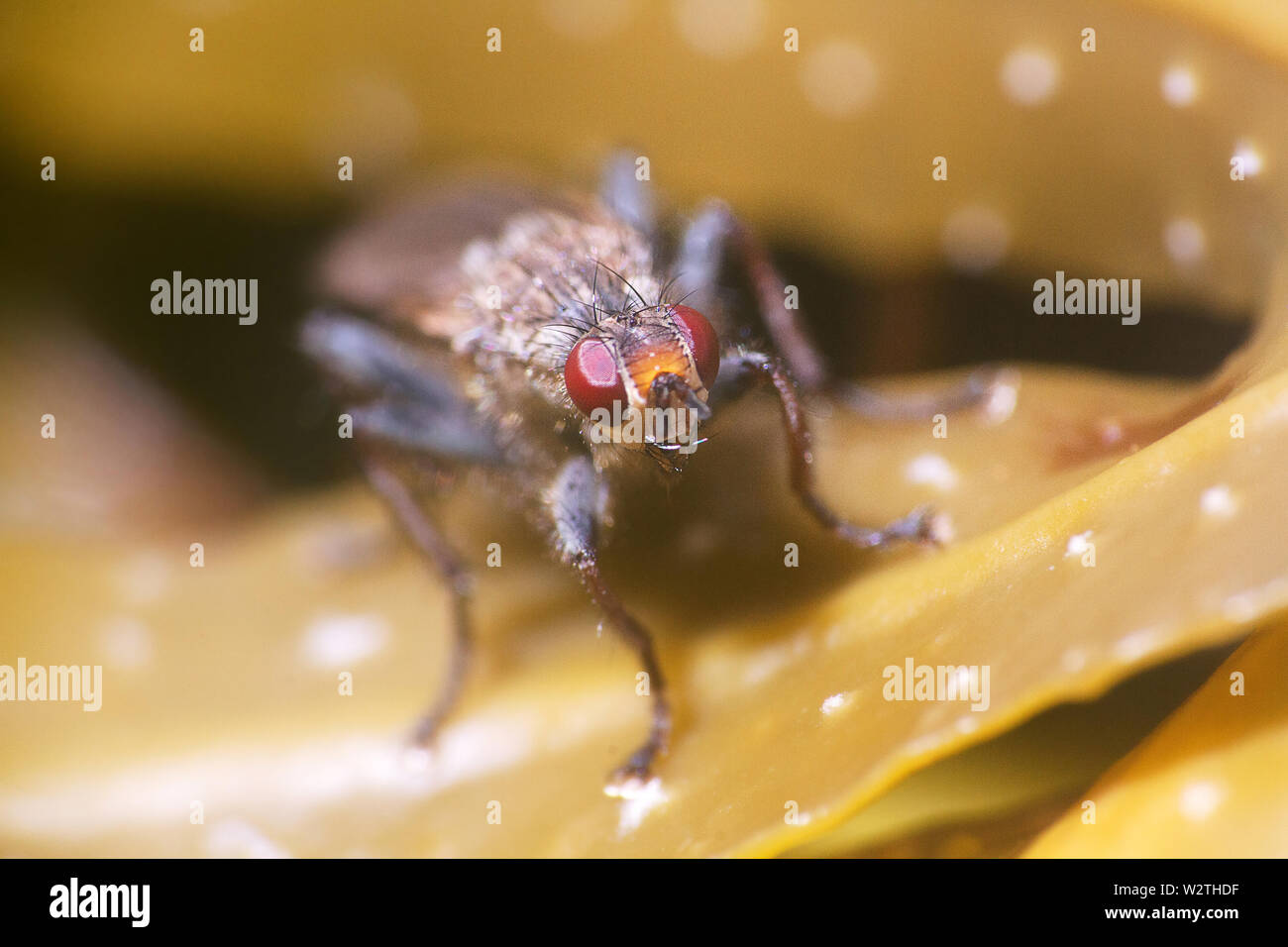 Breeds corpses hi-res stock photography and images - Alamy