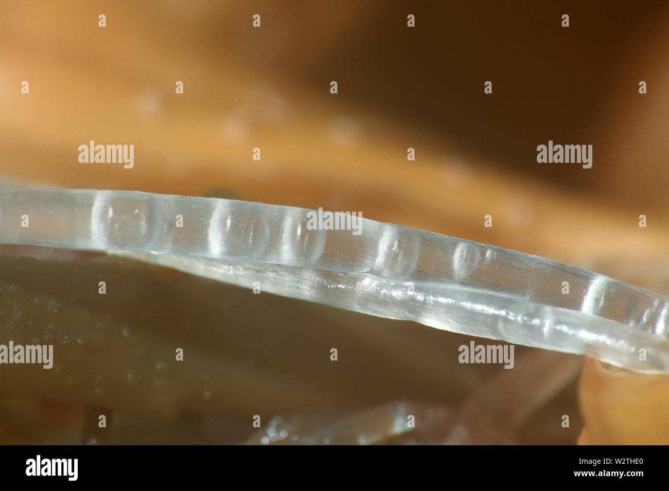 filamentous algae. macro of algal body (blade. thallus) and plant cell ...