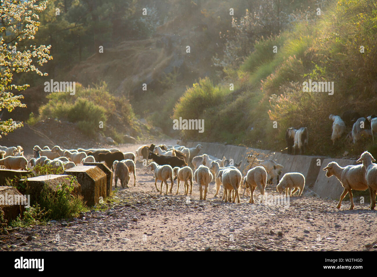 Angora sheep goats hi-res stock photography and images - Alamy