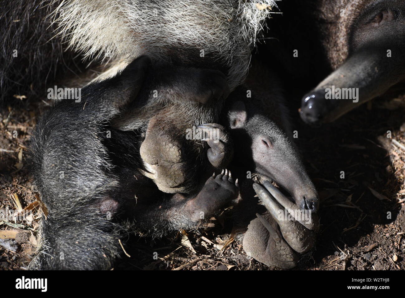 Giant anteater images hi-res stock photography and images - Alamy