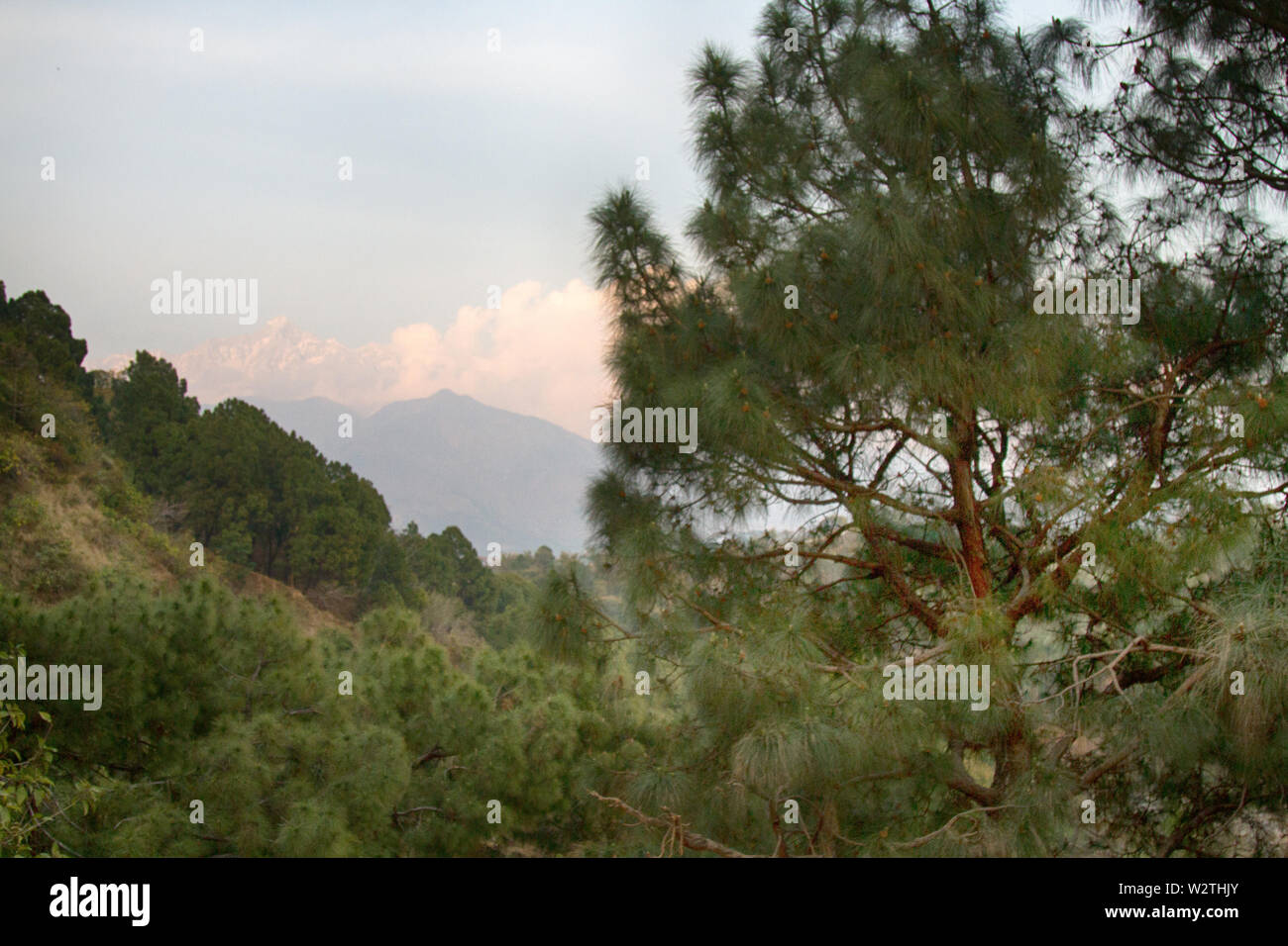 Himalayan pine Pinus roxburghii has long needles and looks fluffy, in ...