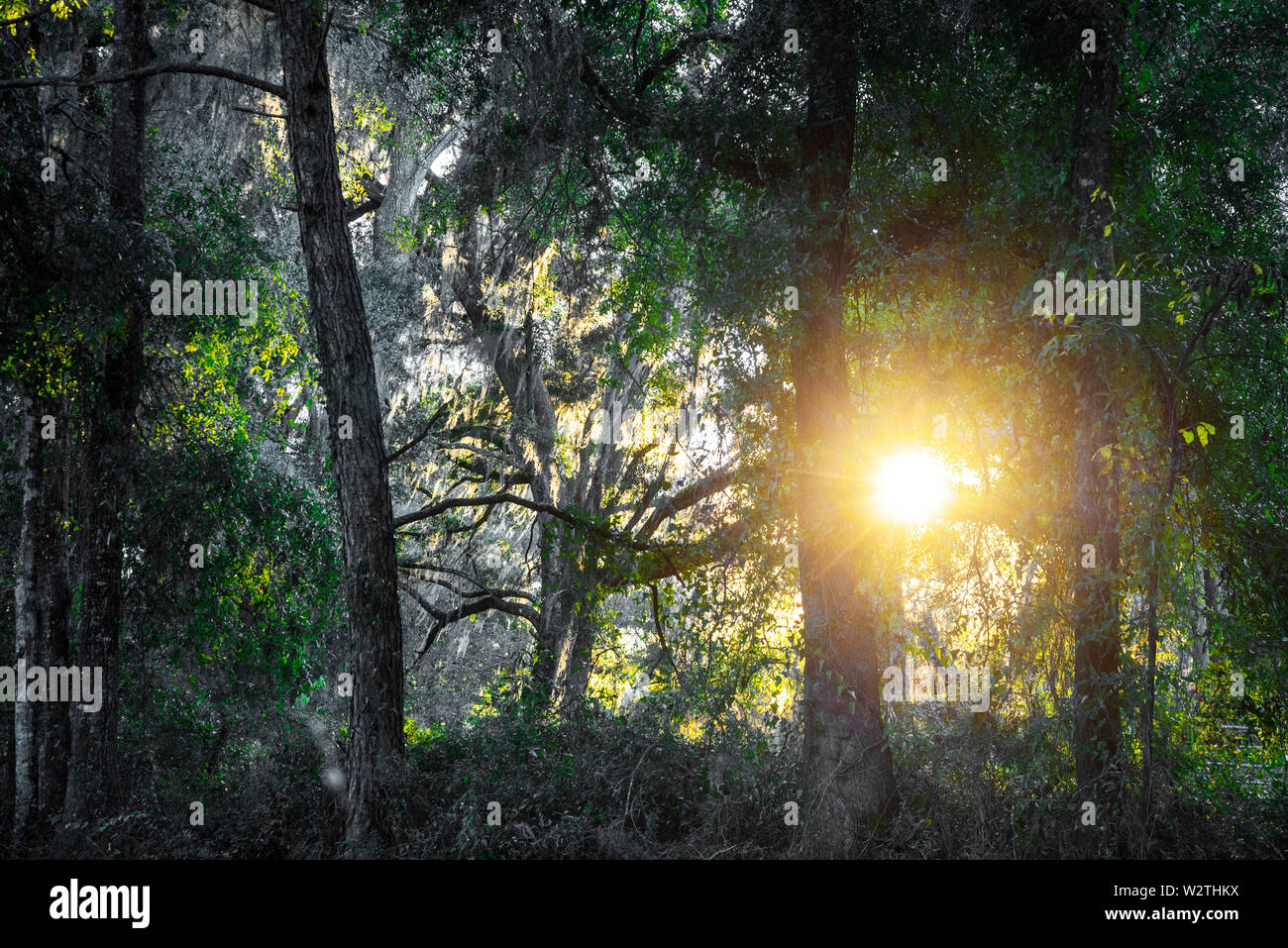 Sunburst in woods hi-res stock photography and images - Alamy