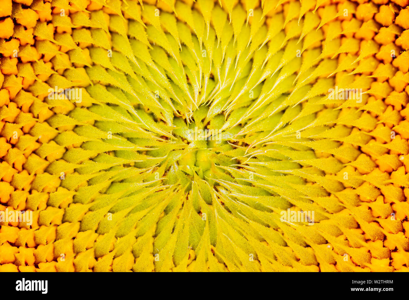 sunflower color texture, gradient color transition, impression Stock ...