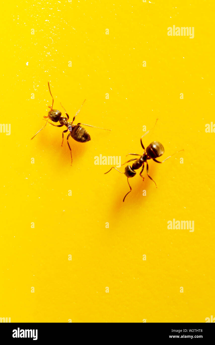 two ants on a yellow background, impression Stock Photo - Alamy