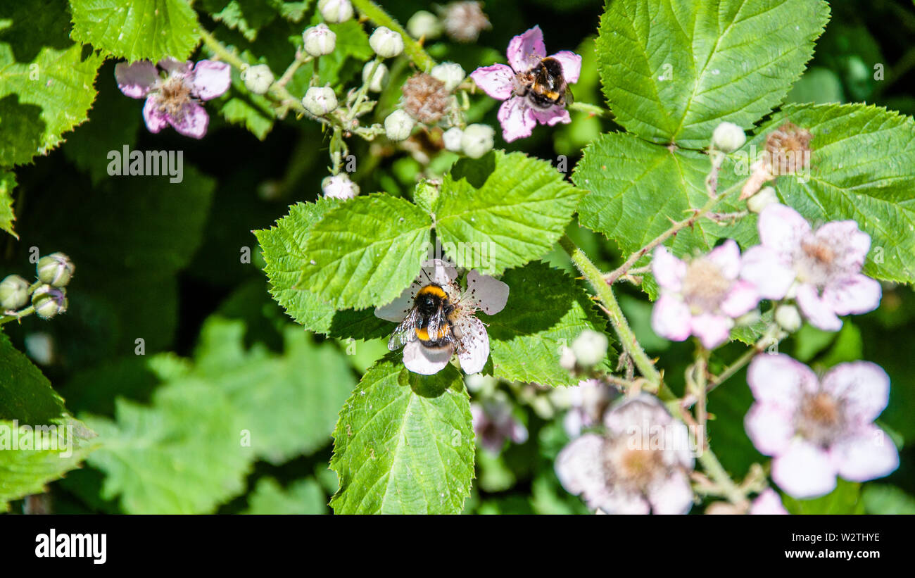Honey bee or worker bee close up Stock Photo - Alamy