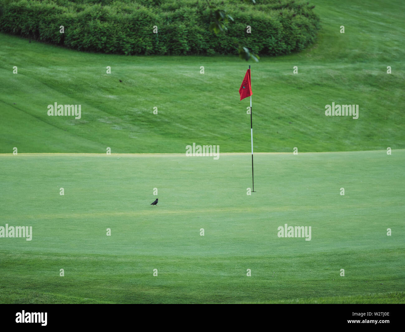 Image of little black bird on golf course sitting on the green next to ...