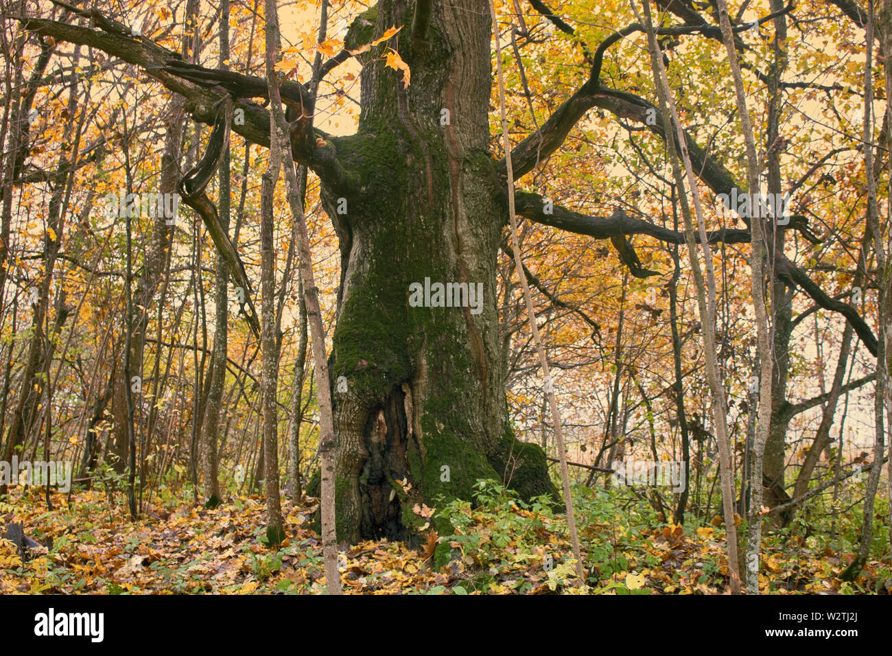 Abandoned old Park with a pond, deck, streams, ancient trees, garden ...