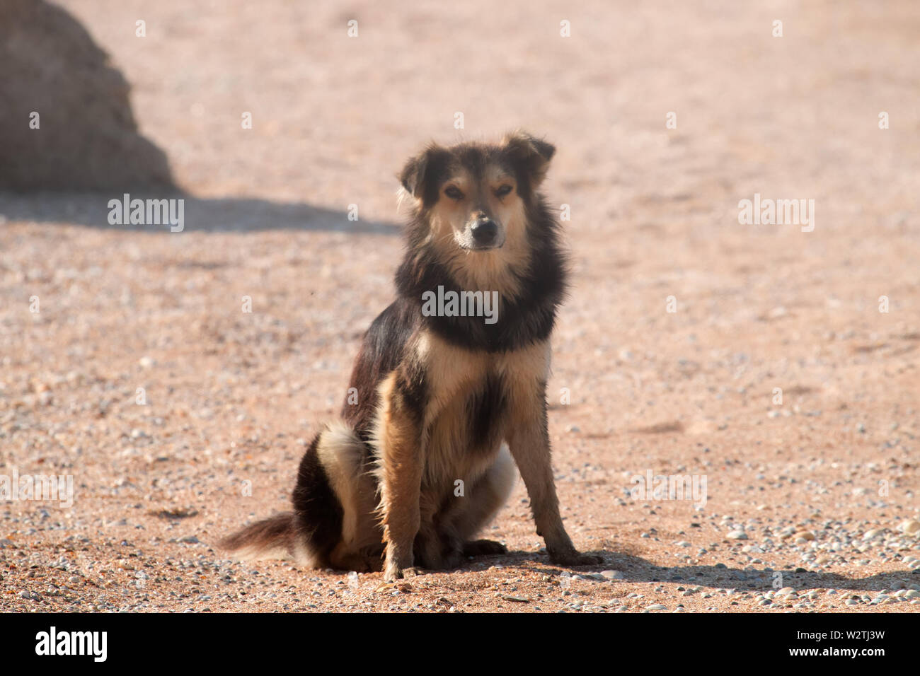 Stray dogs on the beaches in Goa and Kerala. Shaggy motley animal. The ...