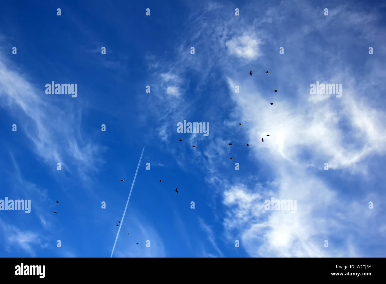 Flock of starlings and plane hi-res stock photography and images - Alamy