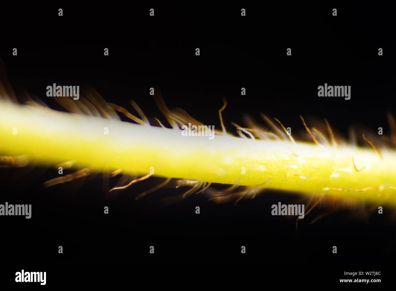 The pubescent stem (small stalk) of the Arctic plant as protection from ...