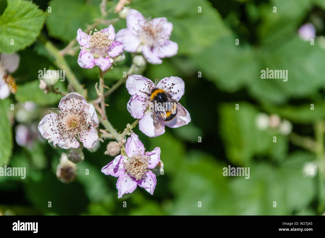 Bumble bee pollen sac hi-res stock photography and images - Alamy