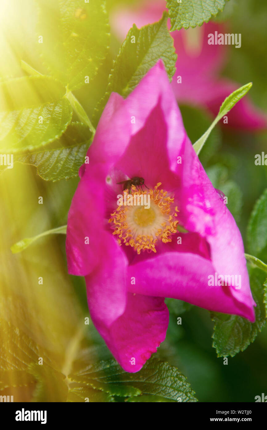 Wild rose, ramanas rose (Rosa rugosa rubra) blooms and fills air with ...