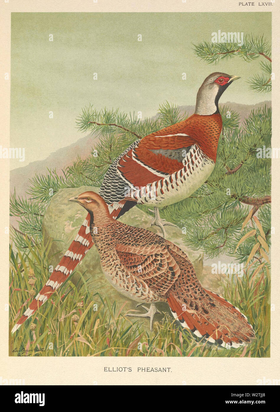 Elliots pheasant hi-res stock photography and images - Alamy