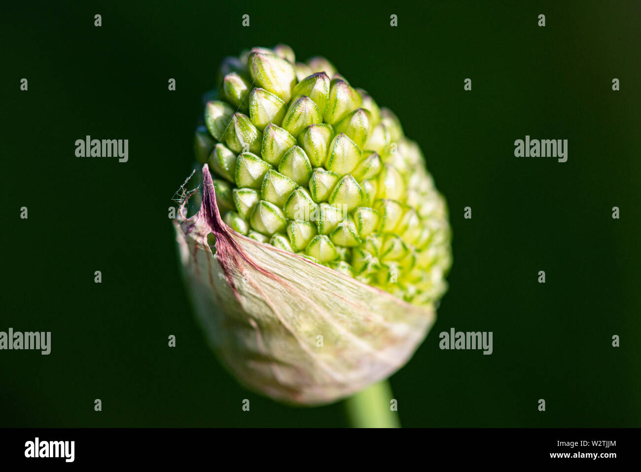 The emerging flower head of a round-headed garlic (Allium ...