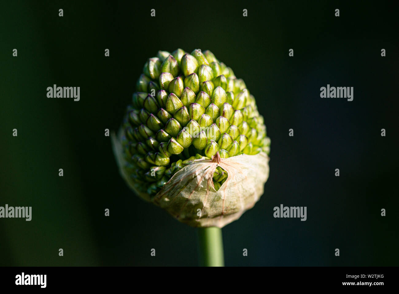 The emerging flower head of a round-headed garlic (Allium ...