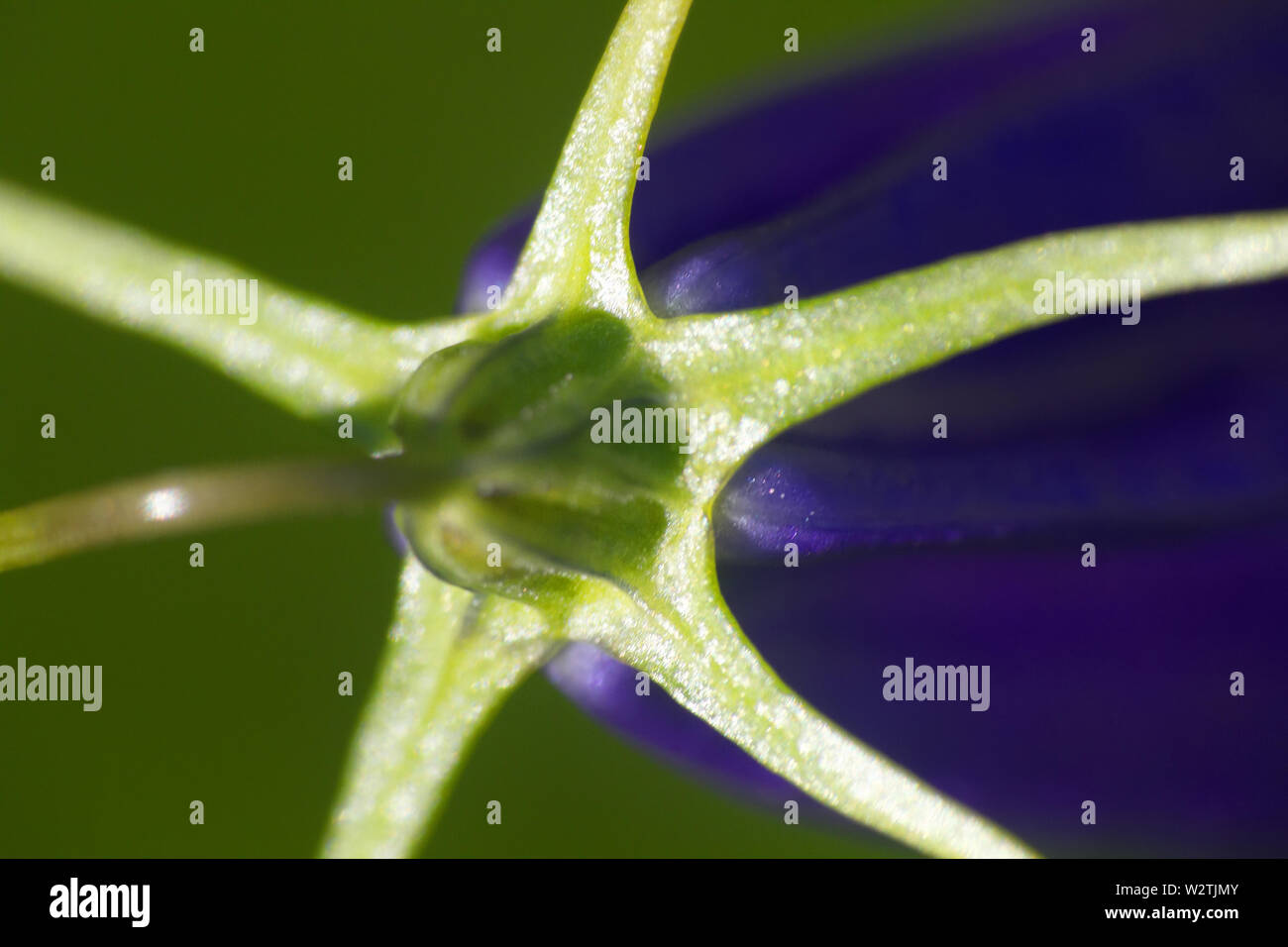 Enlarged flowers hi-res stock photography and images - Alamy