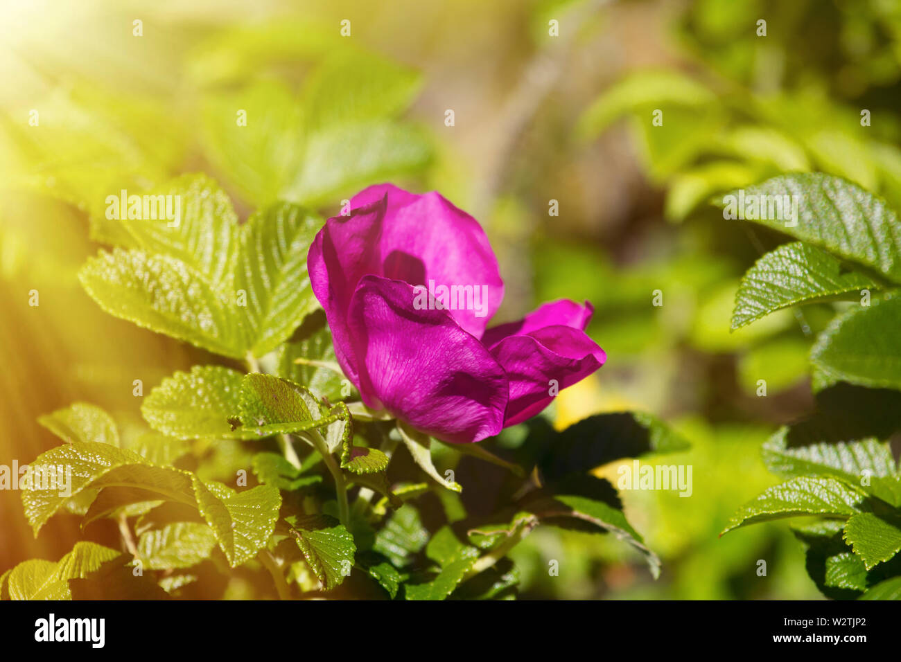 Wild rose, ramanas rose (Rosa rugosa rubra) blooms and fills air with ...