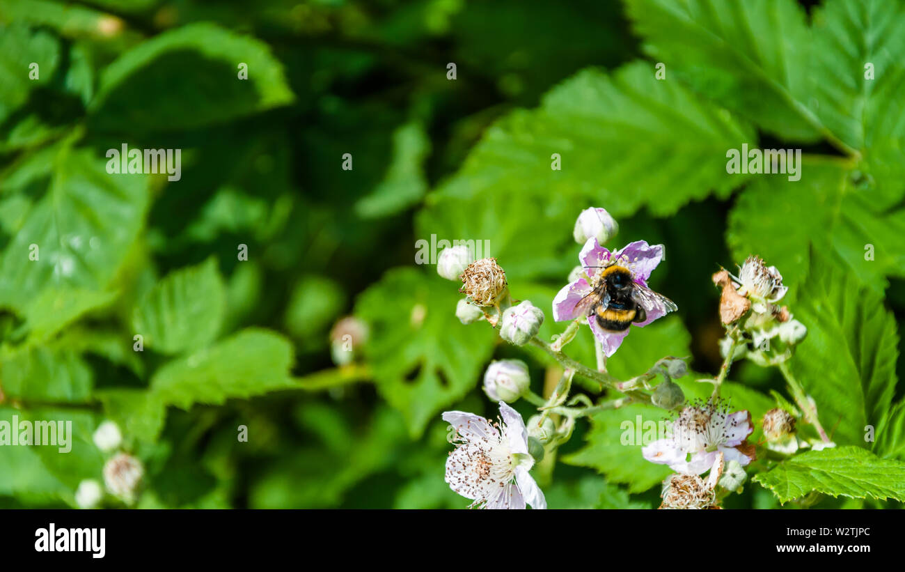 Bumble bee pollen sac hi-res stock photography and images - Alamy