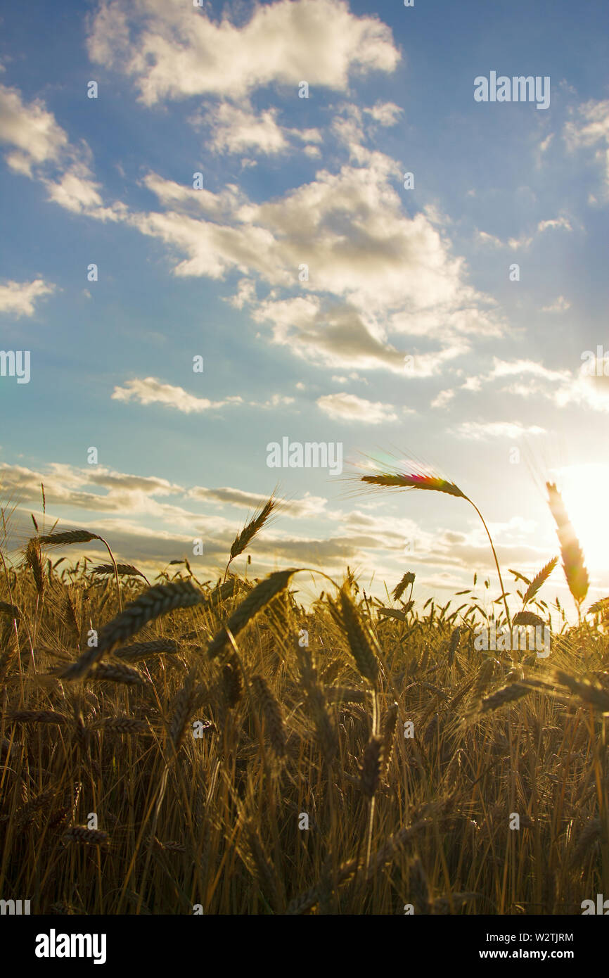 Wheat Beards.Wheat field morning sunrise and yellow sunshine Stock ...