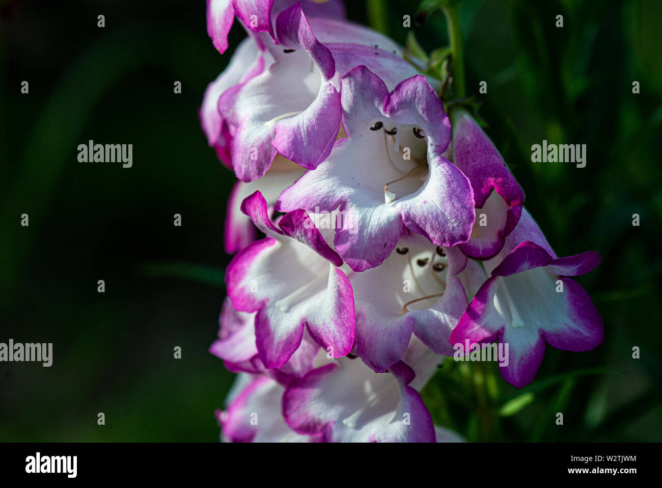 The flowers of a penstemon 'Pensham Laura' Stock Photo - Alamy