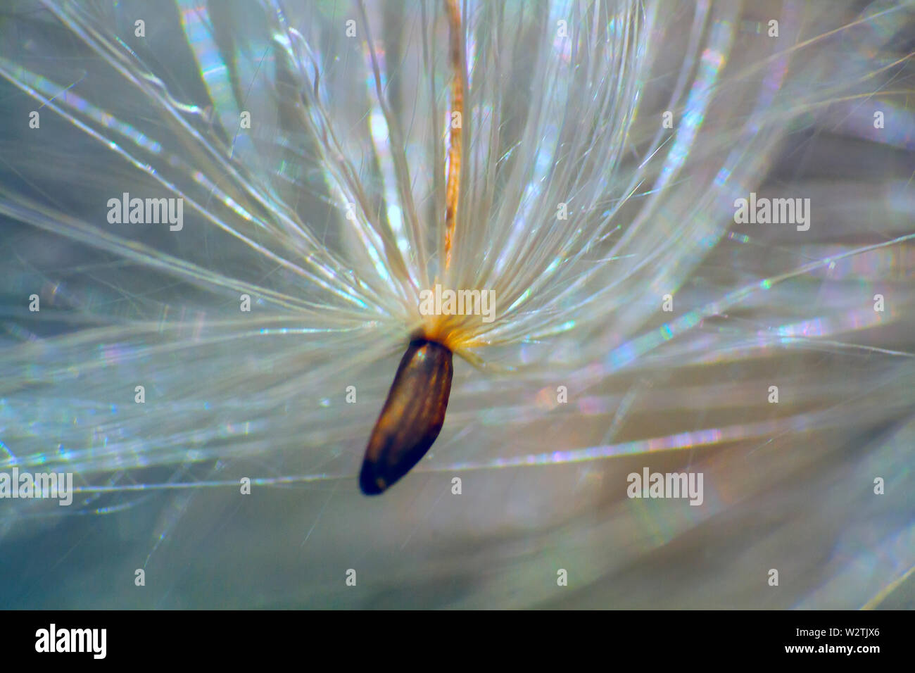 Cottonwood fluff blowball dandelion hi-res stock photography and images ...