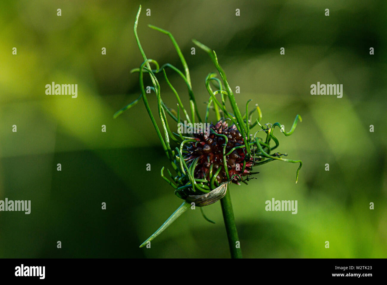 The flower head of a crow garlic (Allium vineale Stock Photo - Alamy