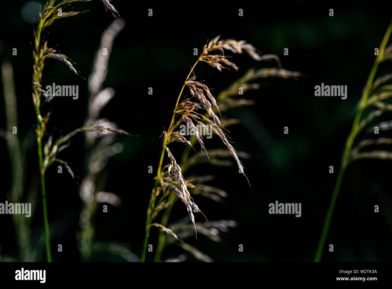 Commelinids clade of monocots hi-res stock photography and images - Alamy