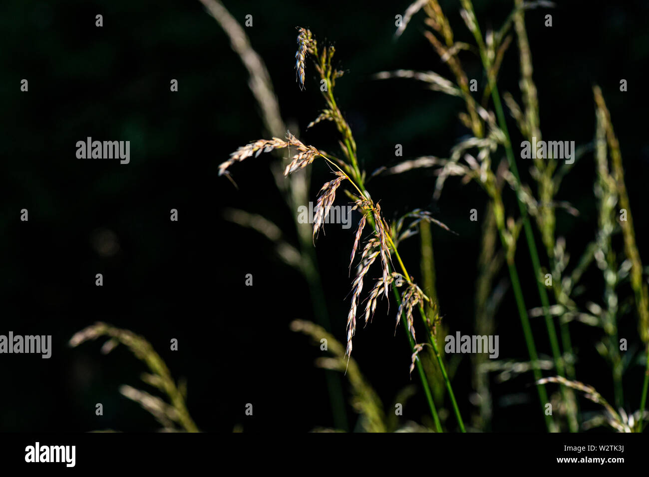 Grass clade hi-res stock photography and images - Alamy