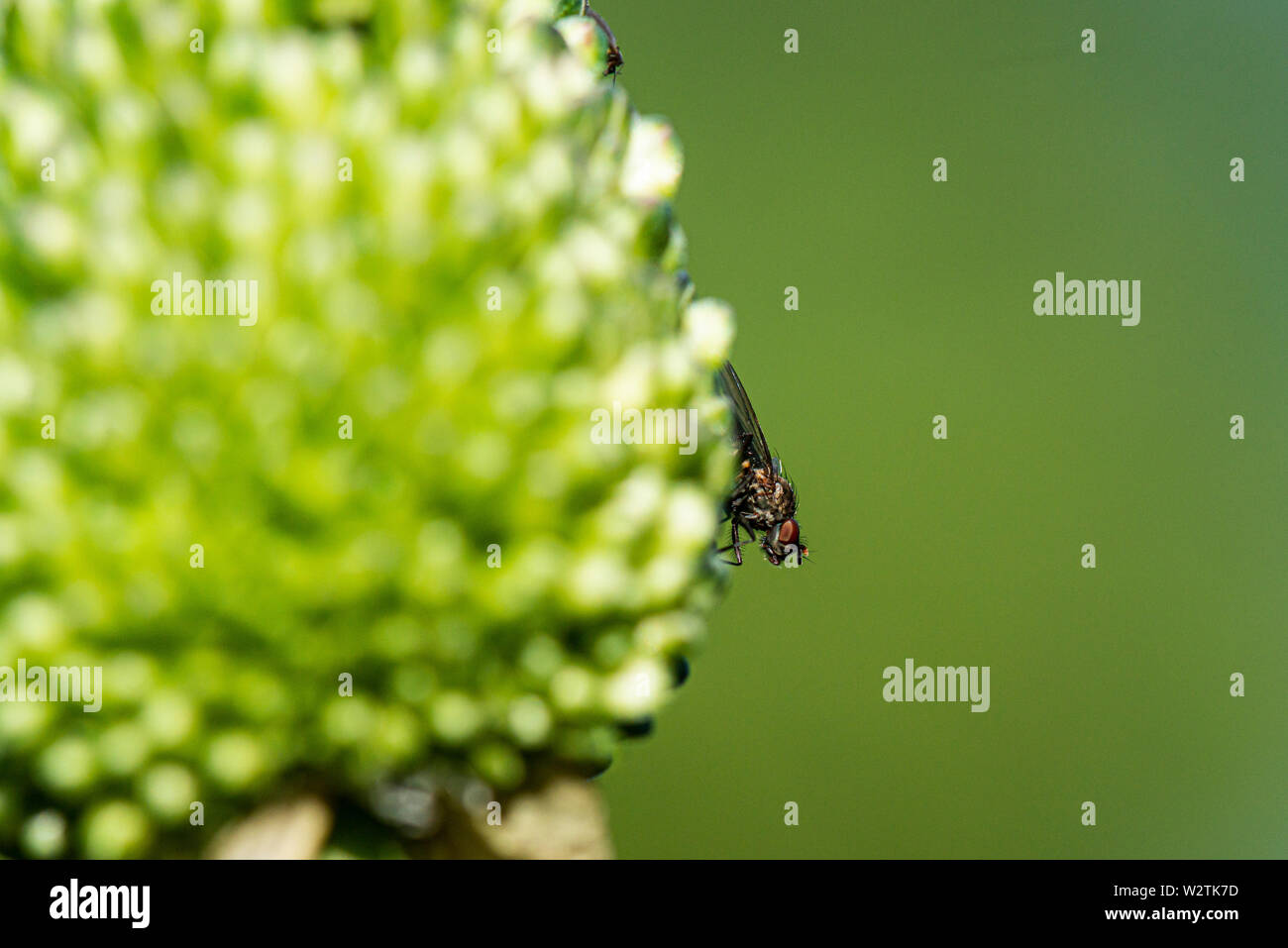 A fly on the flower head of a round-headed garlic (Allium ...