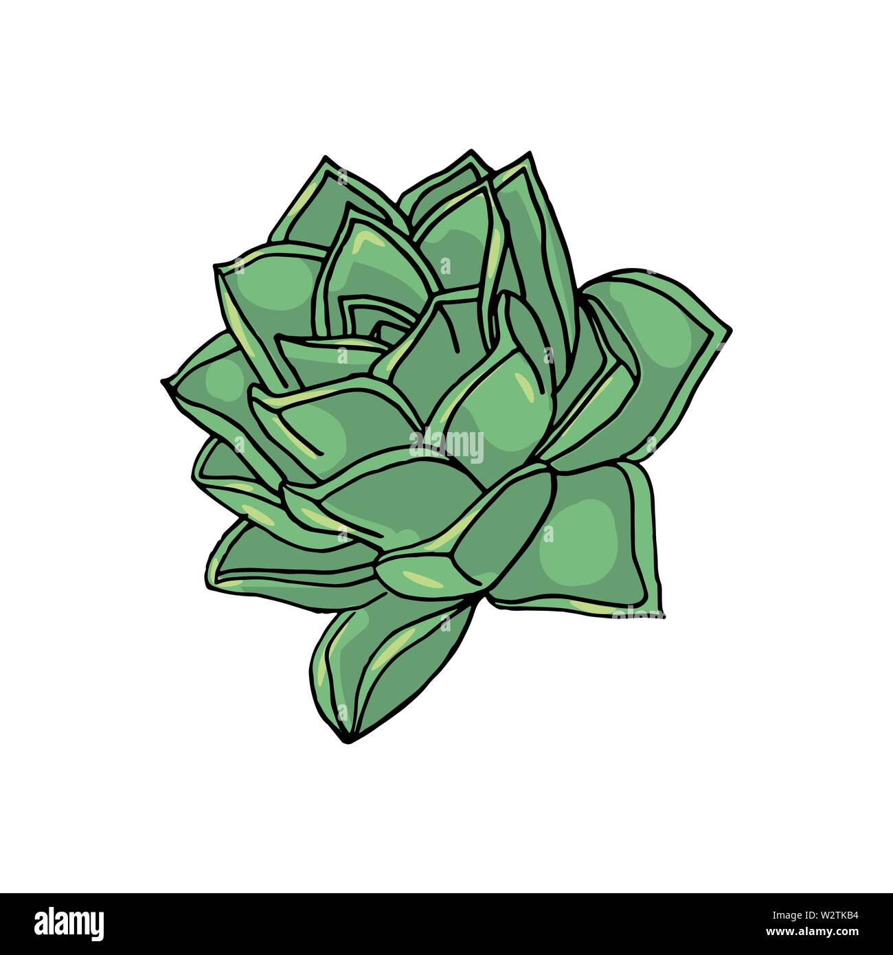 hand drawn flower succulent. floral design element isolated on white ...