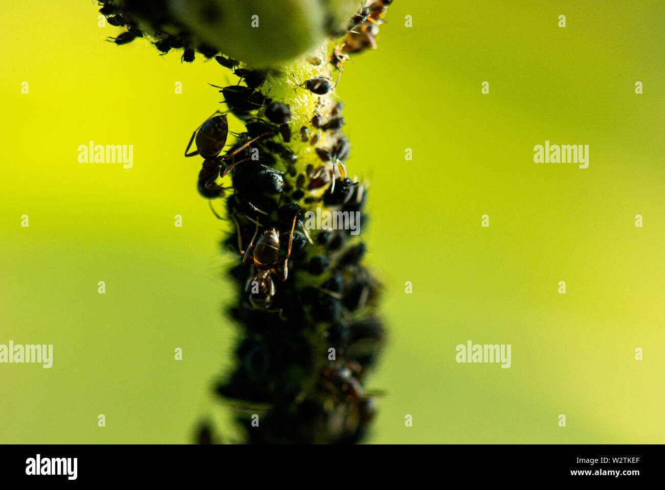 Beet leaf aphid hi-res stock photography and images - Alamy