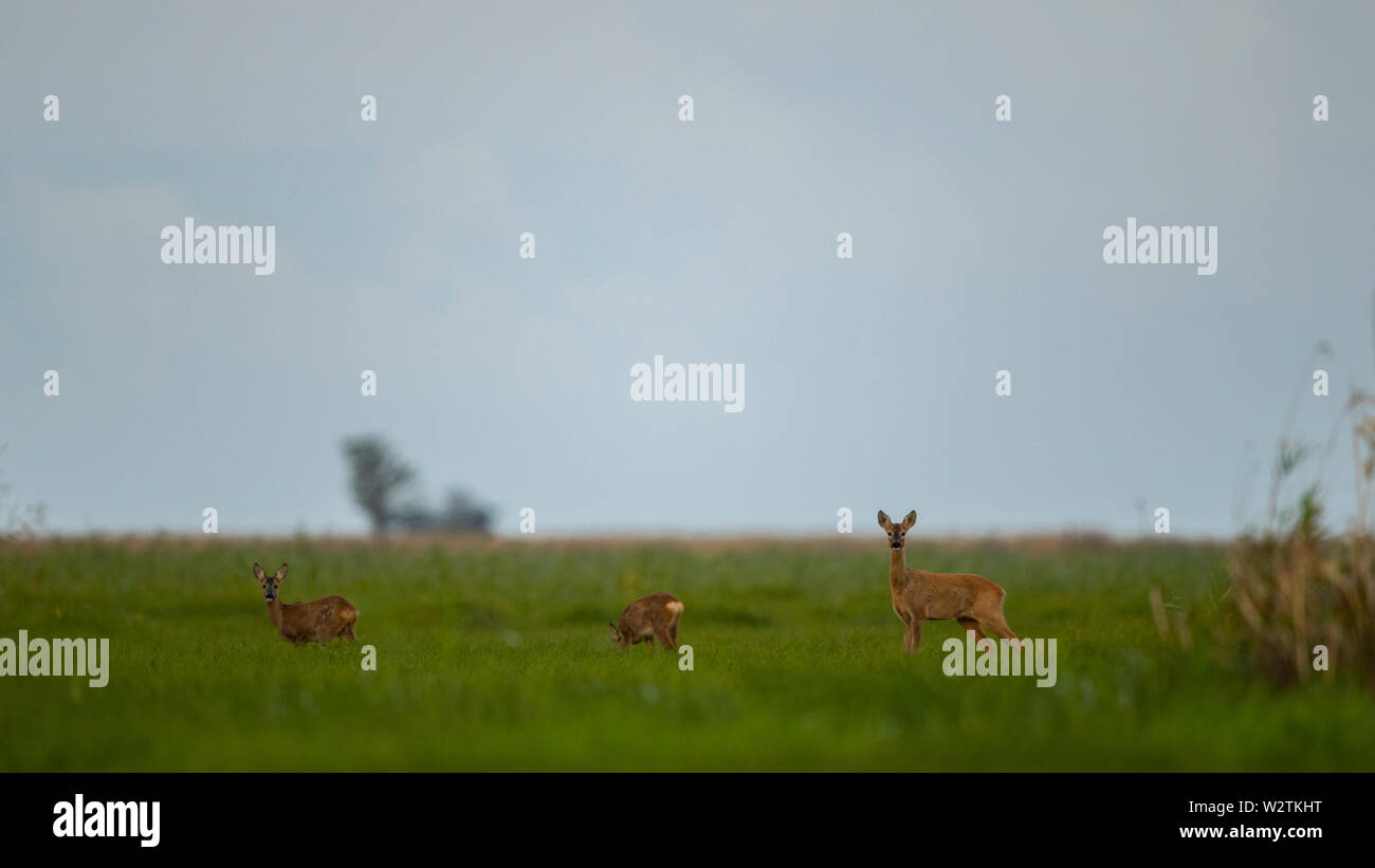Family of roe deer hi-res stock photography and images - Alamy