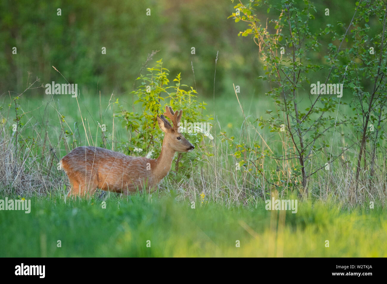 Roebuck in the bushes (Capreolus capreolus Stock Photo - Alamy