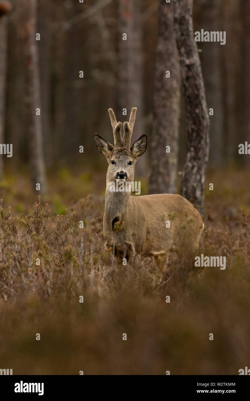 Roebuck horns hi-res stock photography and images - Alamy