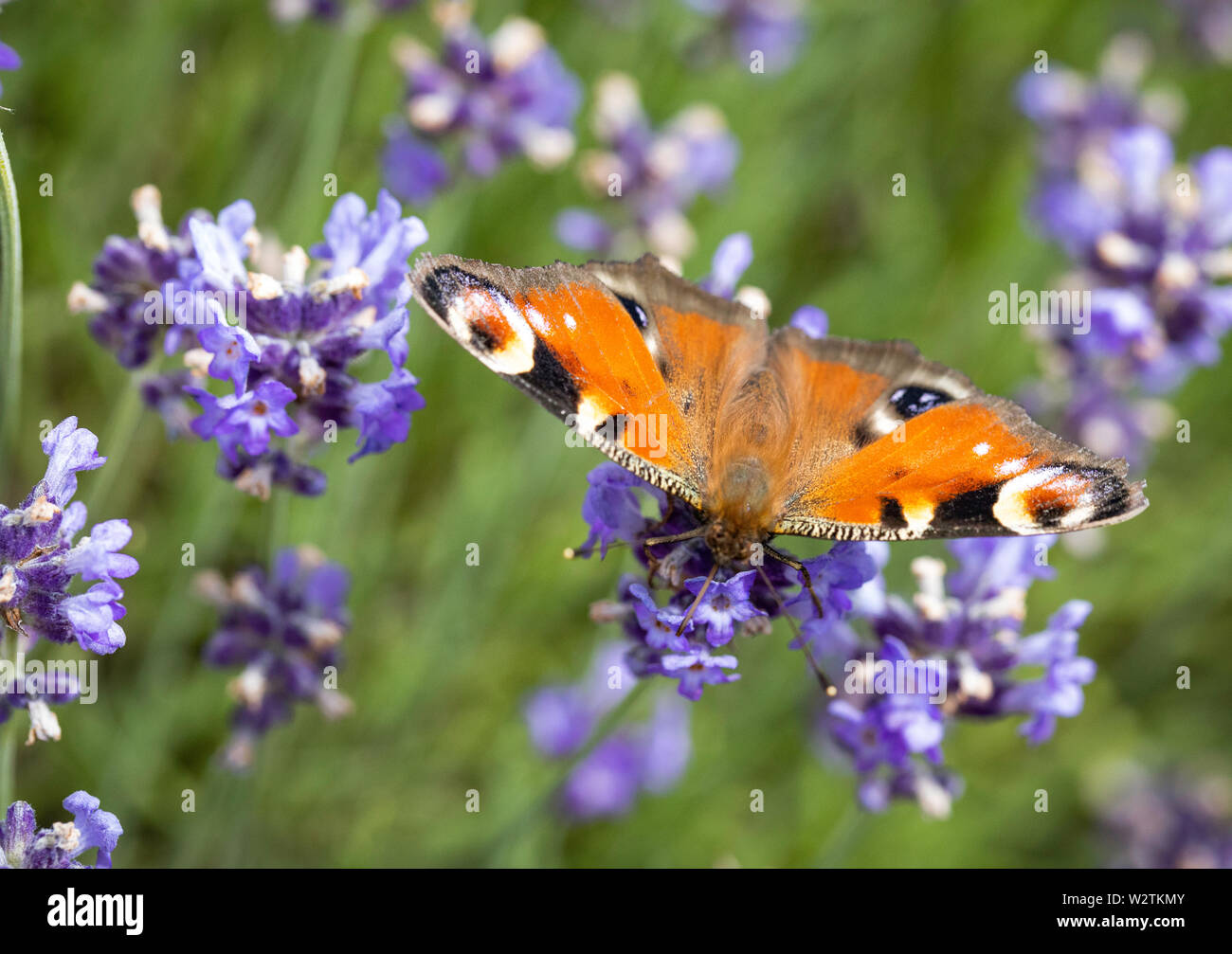 Butterfly butterflies bumblebee bloom hi-res stock photography and ...