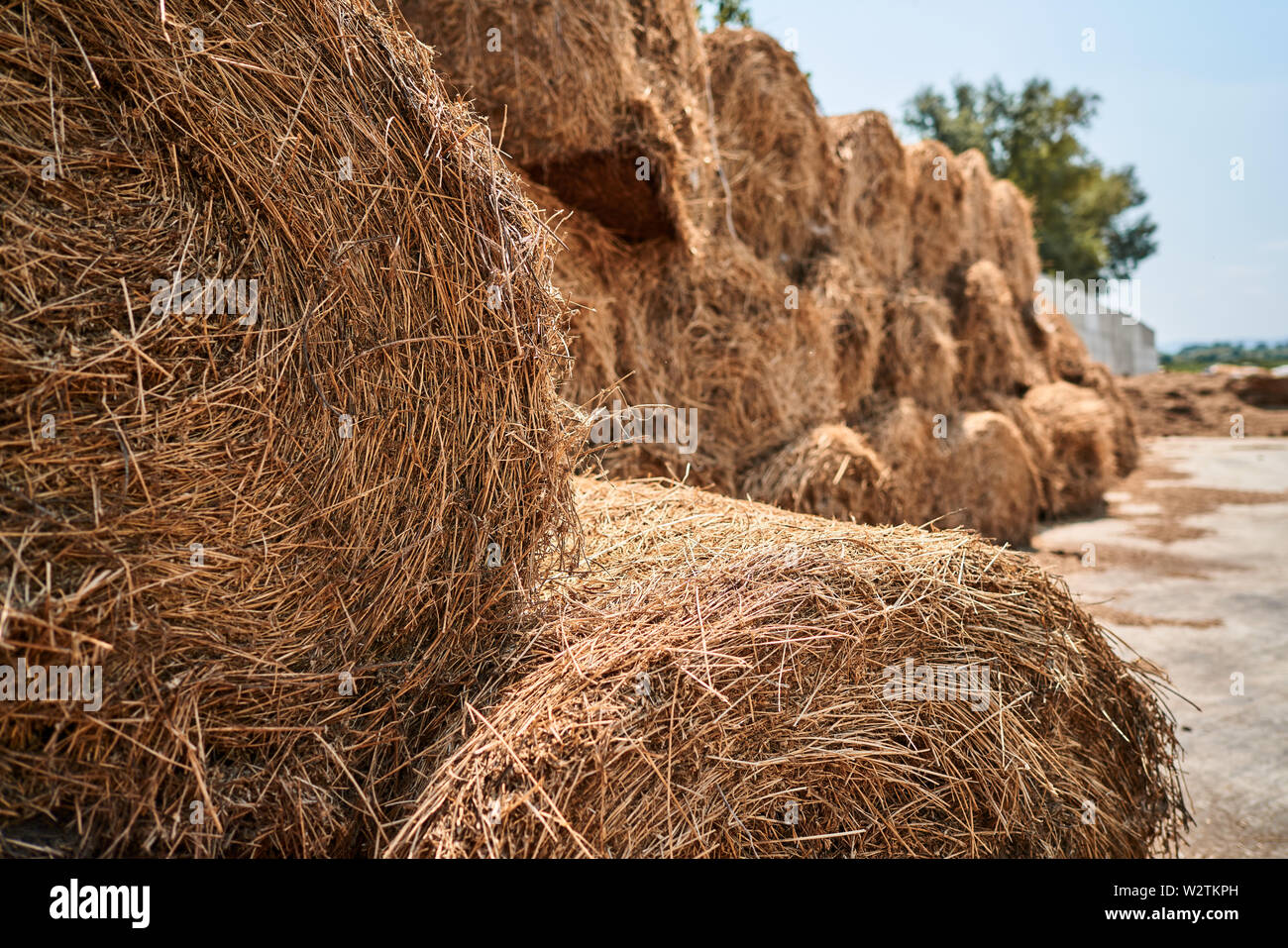 harvested hay stacks Stock Photo - Alamy