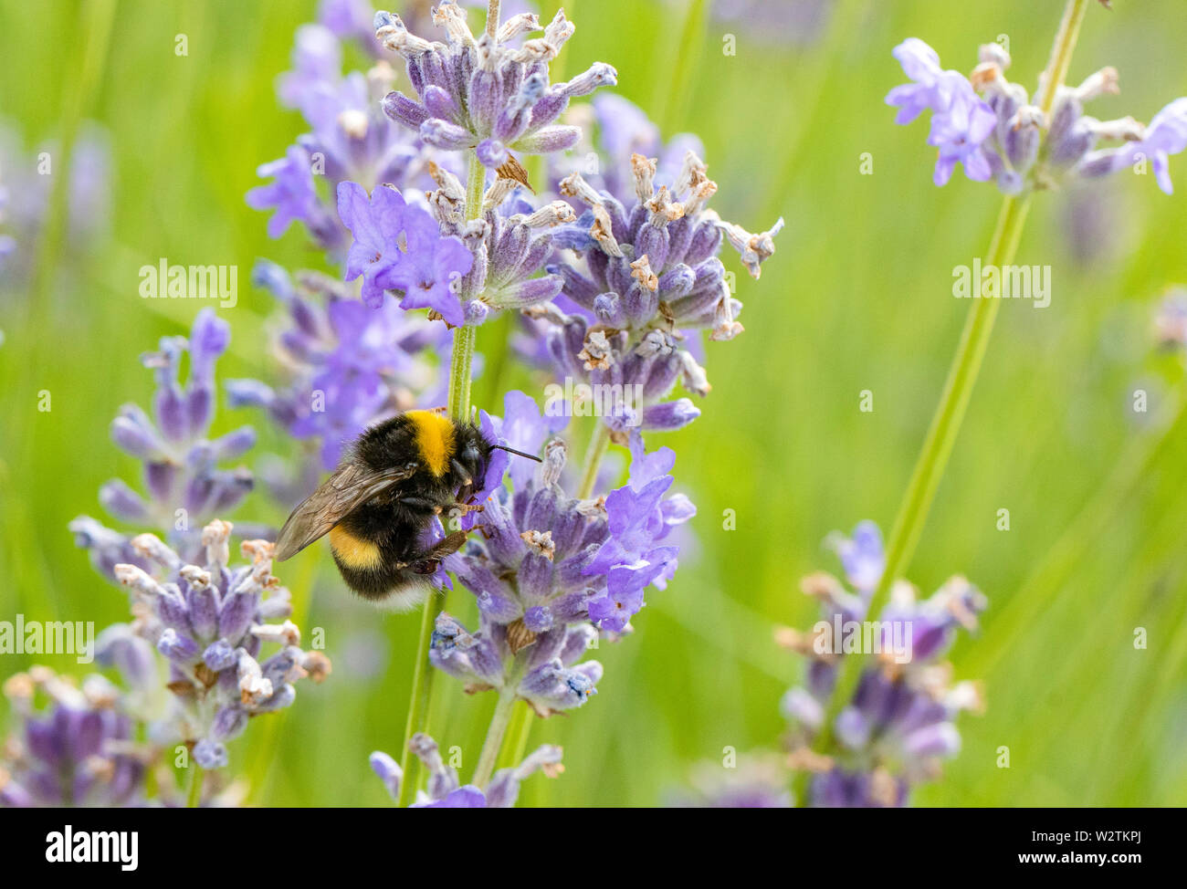 Butterfly butterflies bumblebee bloom hi-res stock photography and ...