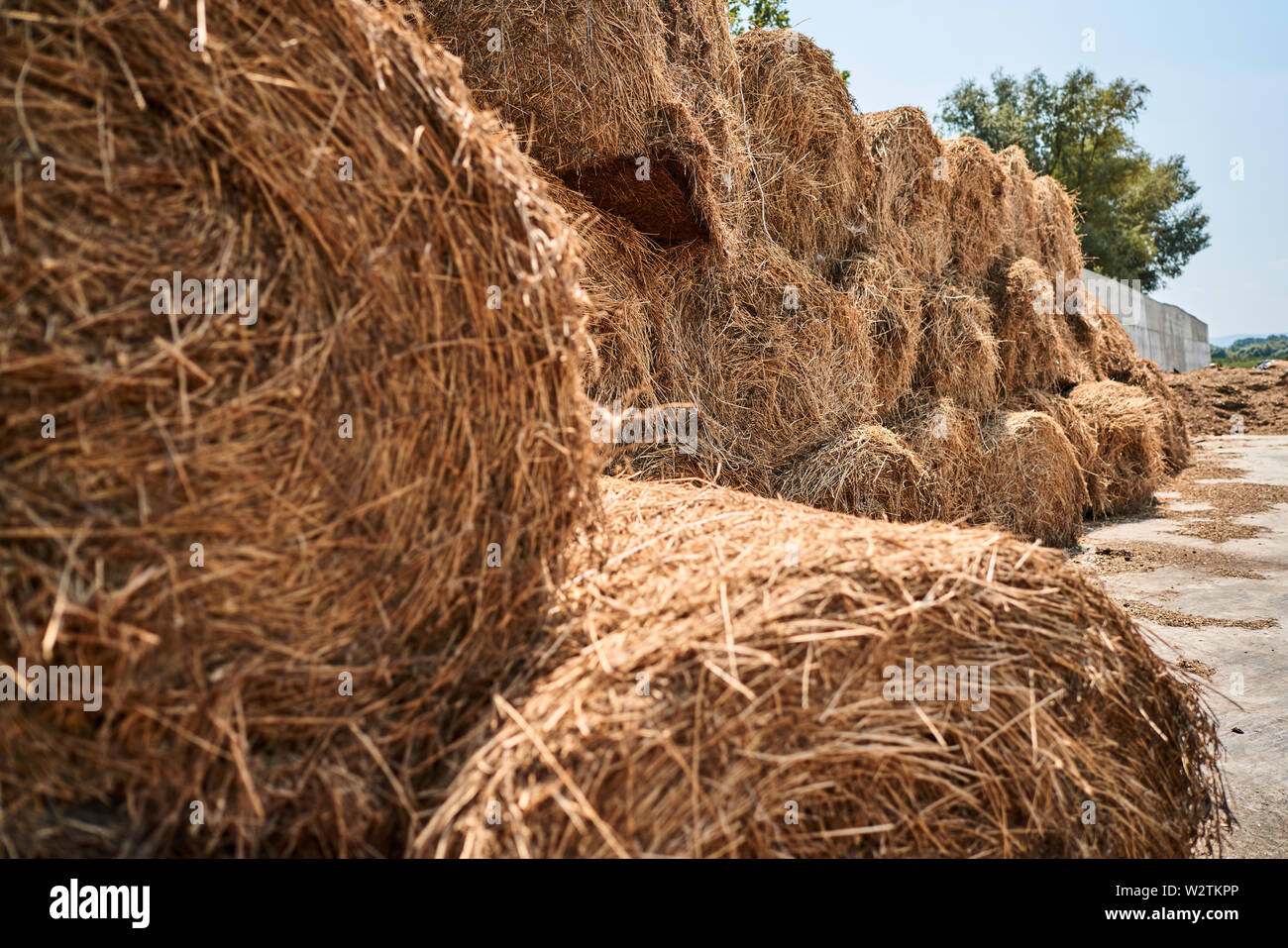 harvested hay stacks Stock Photo - Alamy