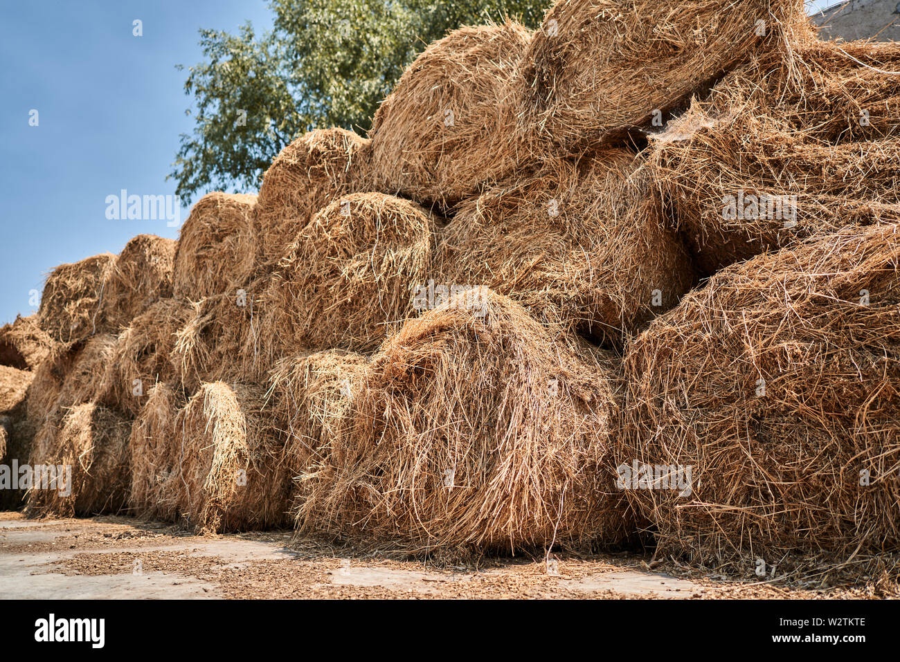 harvested hay stacks Stock Photo - Alamy