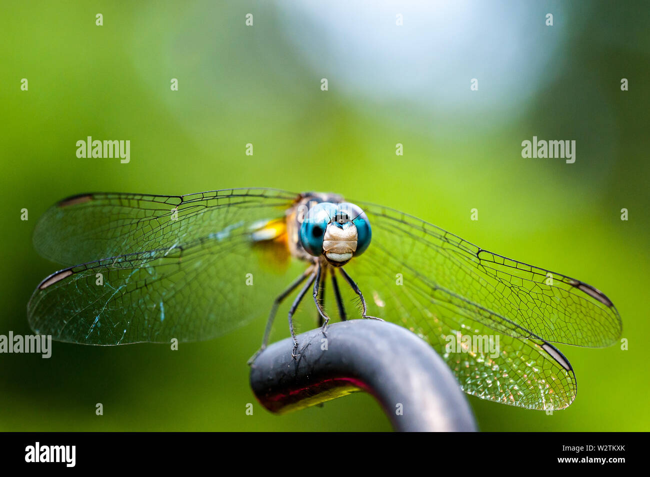 Dragonfly facing camera hi-res stock photography and images - Alamy