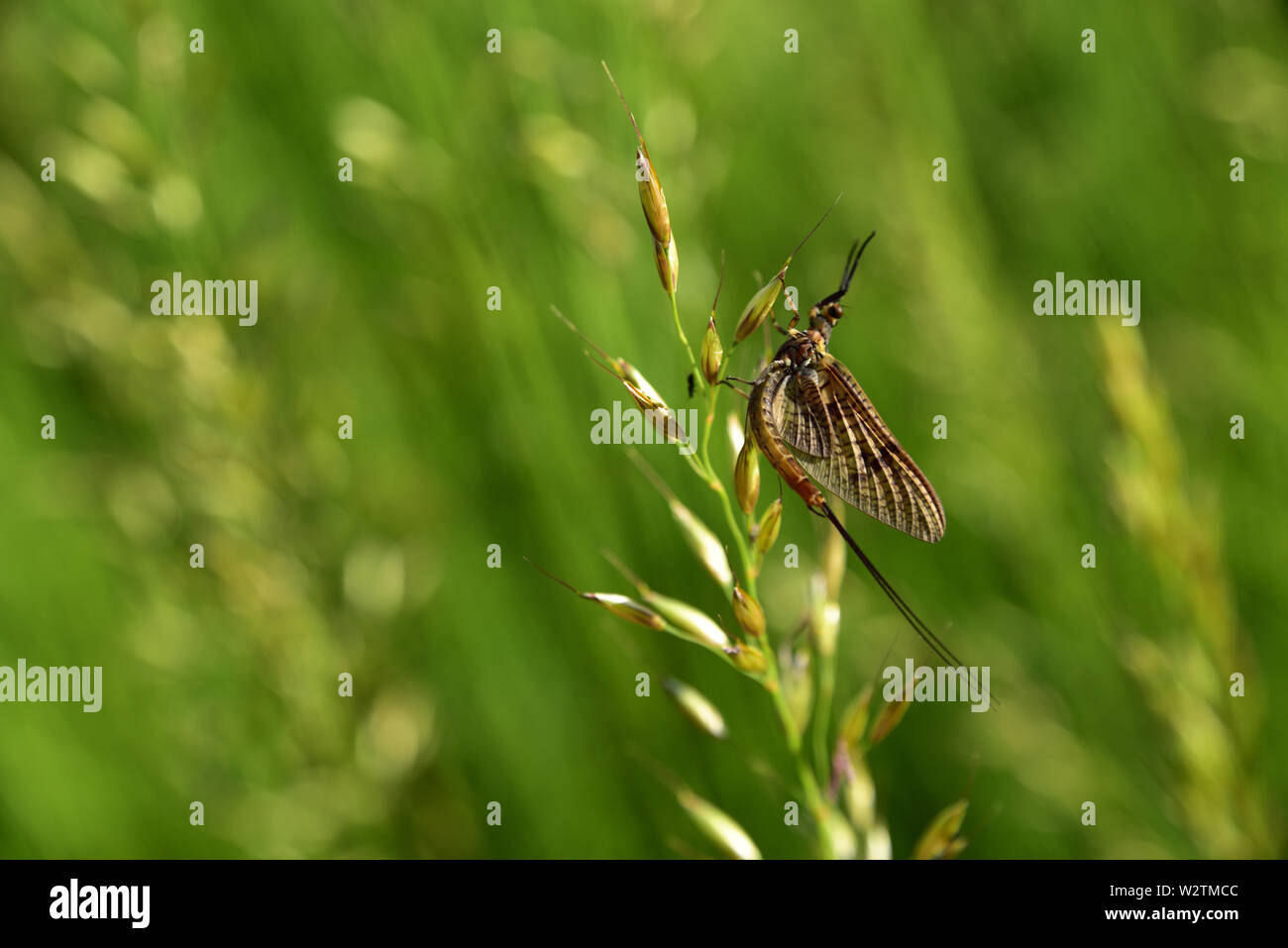 Mayfly wallpaper hi-res stock photography and images - Alamy