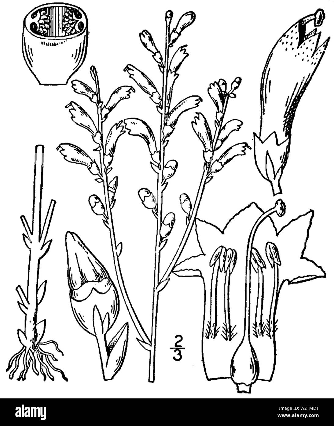Botanical illustration of Epifagus virginiana from 1913 Stock Photo - Alamy