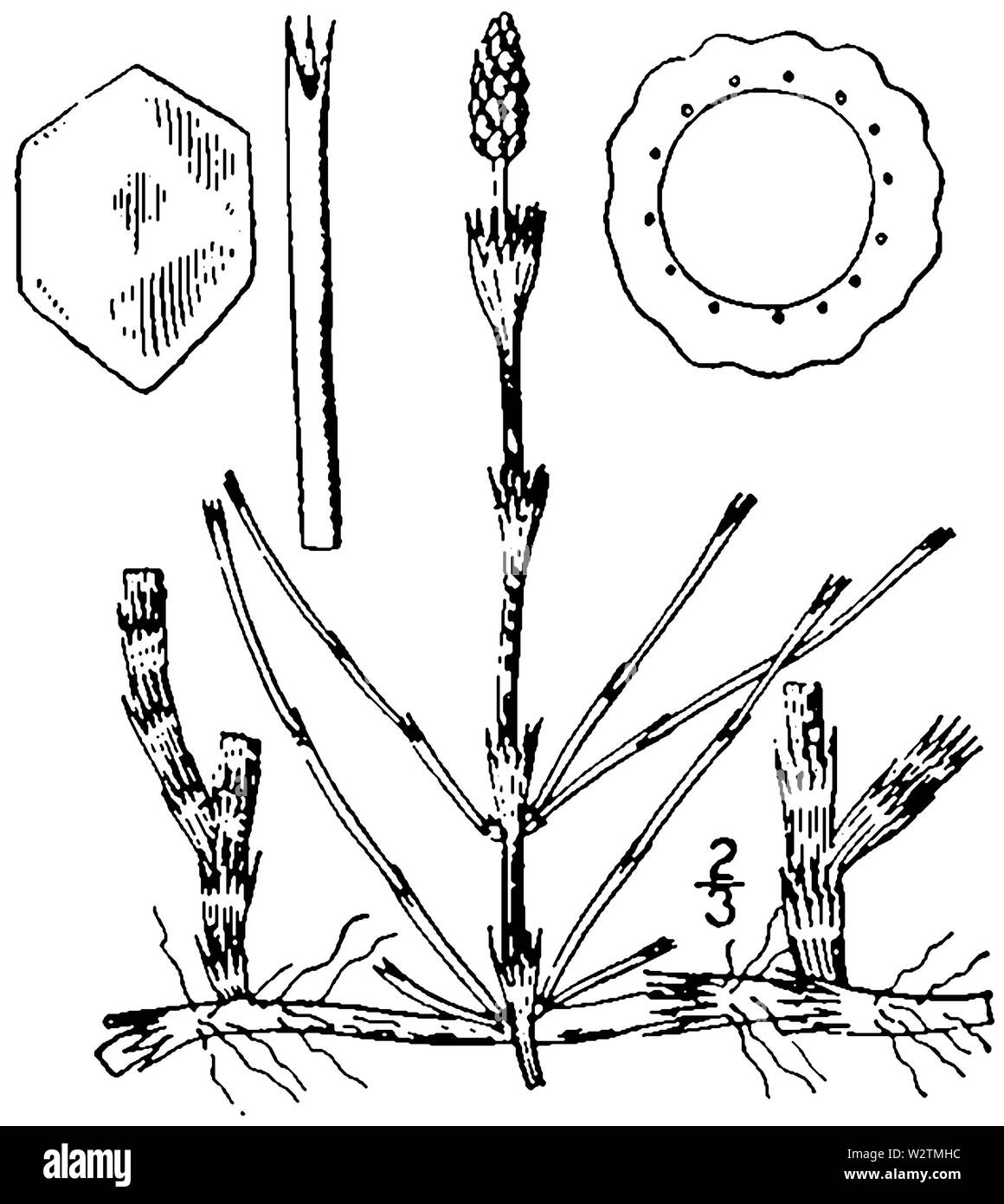 Equisetum × litorale drawing Stock Photo - Alamy