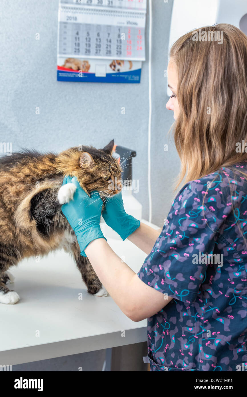 Veterinarian doctor is making a check up of a cute beautiful cat Stock ...