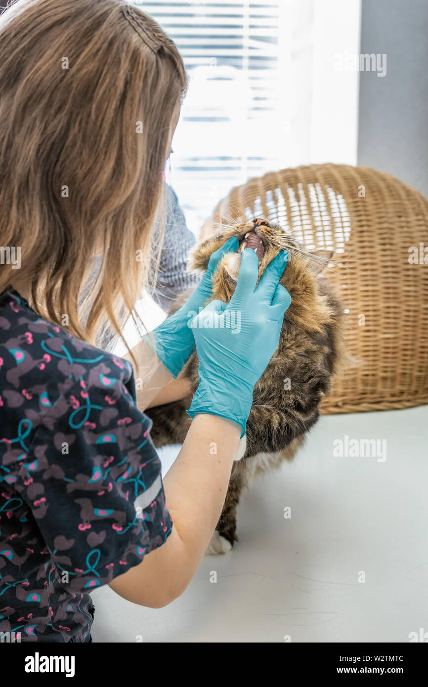 Beautiful brown cat patient hi-res stock photography and images - Alamy