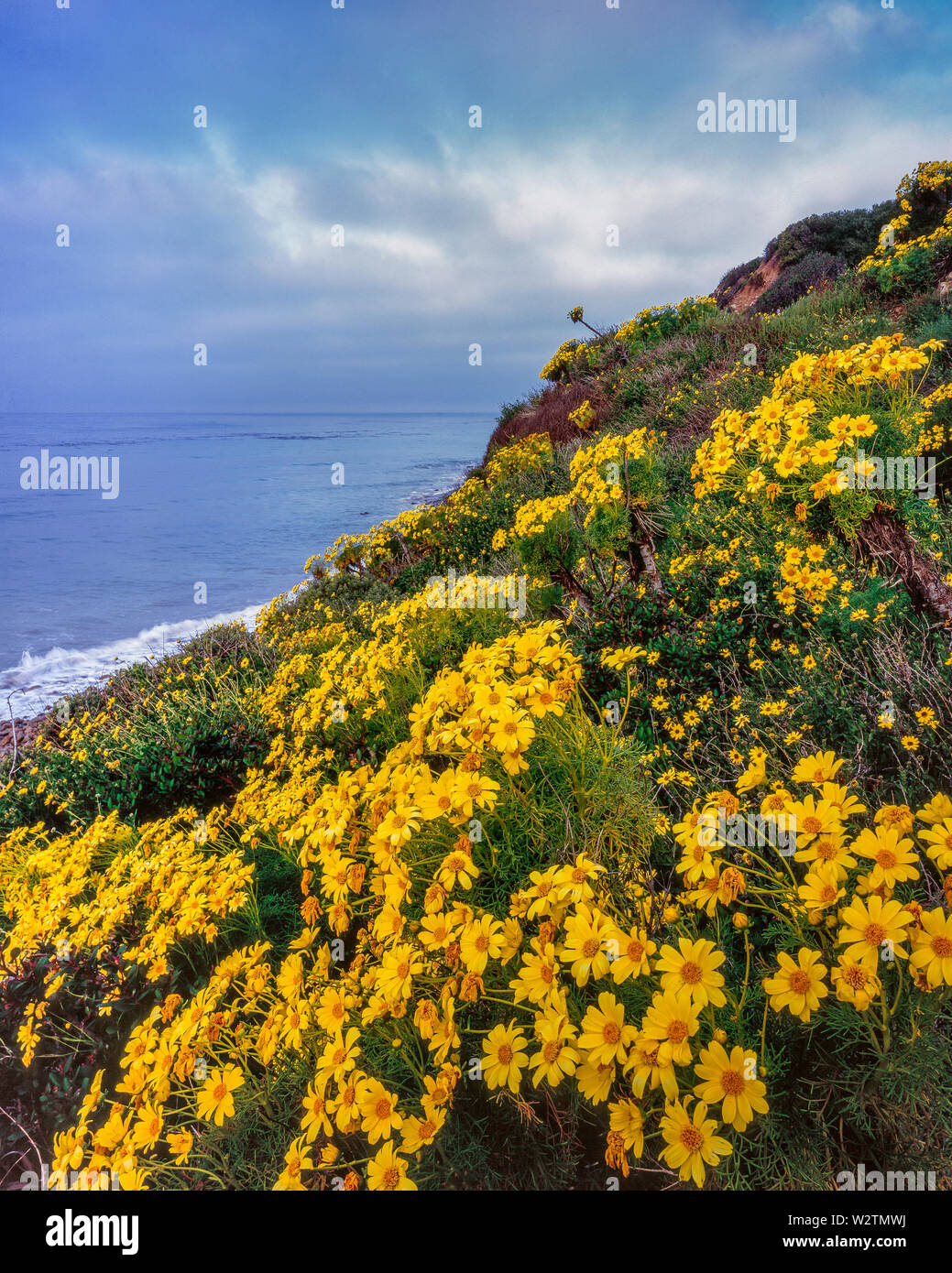 Carillo High Resolution Stock Photography and Images - Alamy